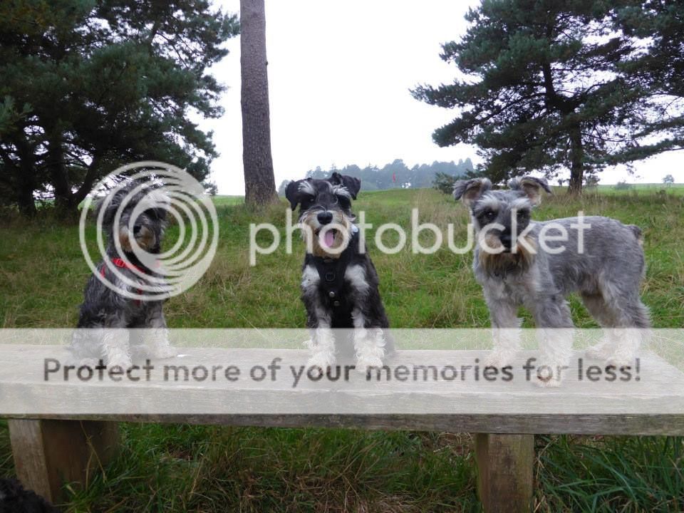 Alan and friends - The Schnauzer Forum